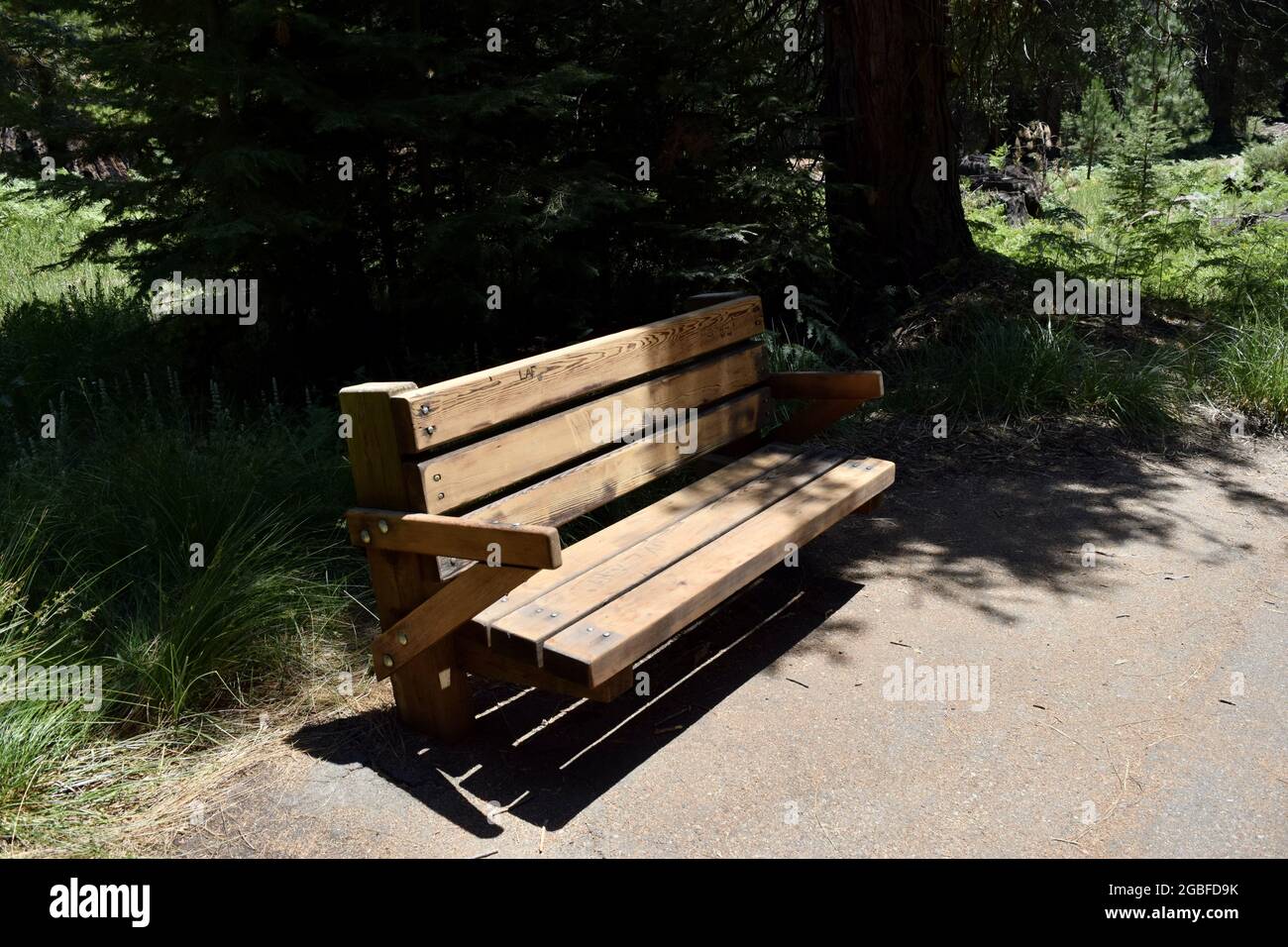 Wooden bench in a sunny forest Stock Photo - Alamy