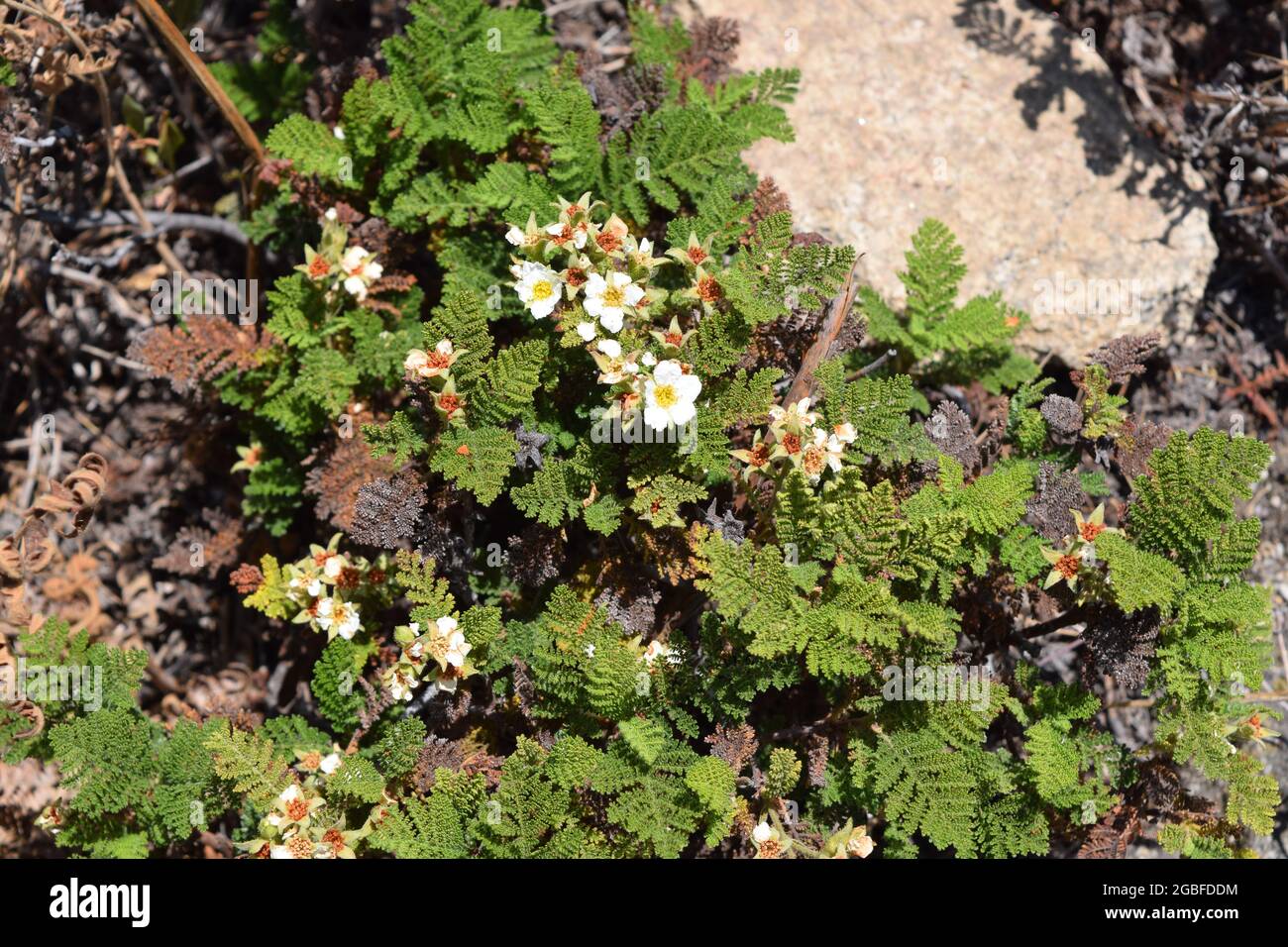 Detail rosacea hi-res stock photography and images - Alamy