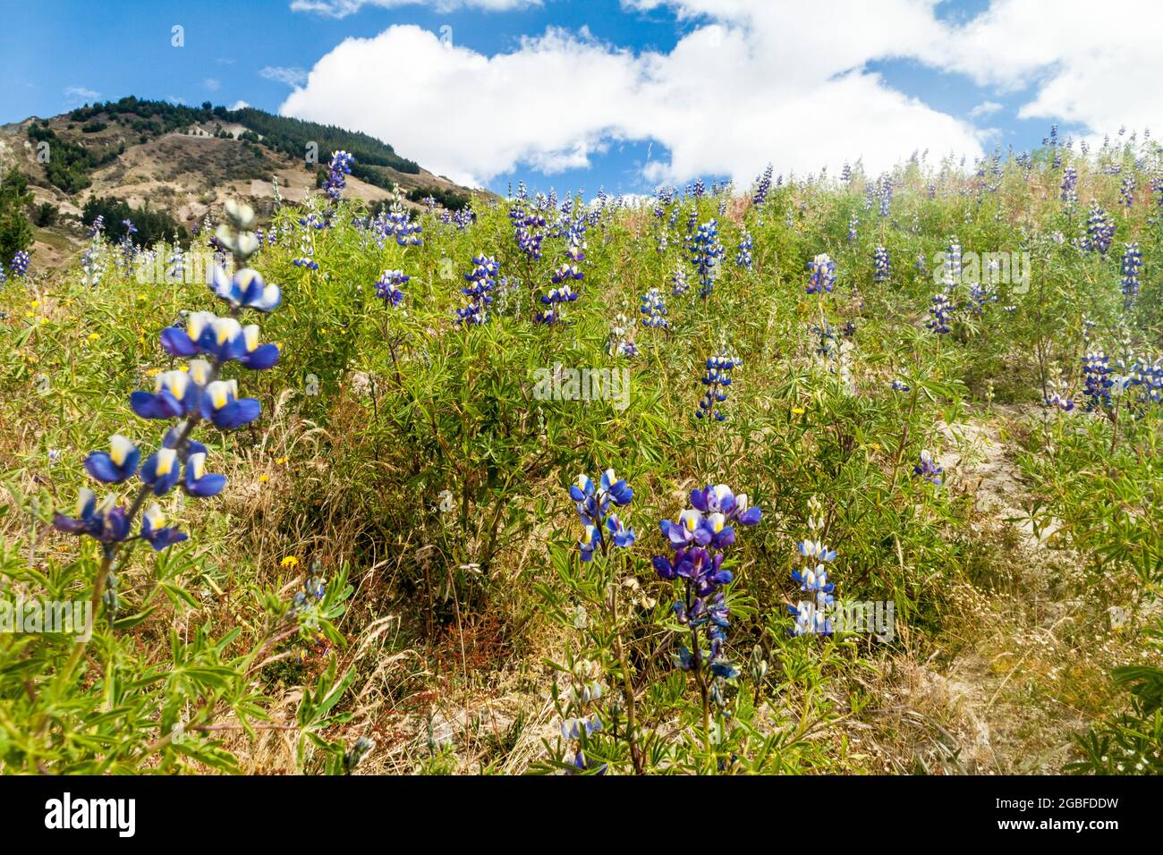 Lupinus mutabilis edible hi-res stock photography and images - Alamy