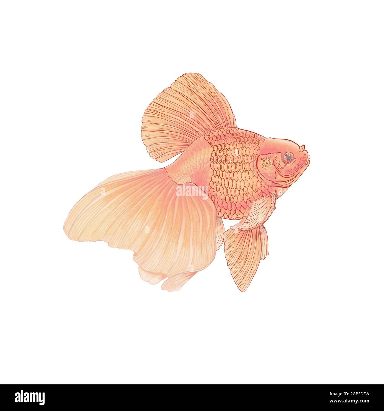 Digital color illustration drawing aquarium orange goldfish with ...