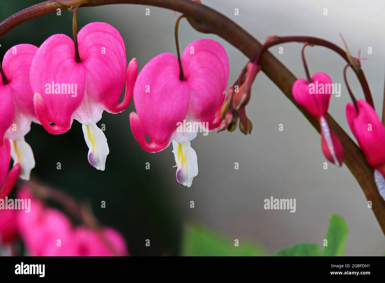 Asian poppy hi-res stock photography and images - Alamy