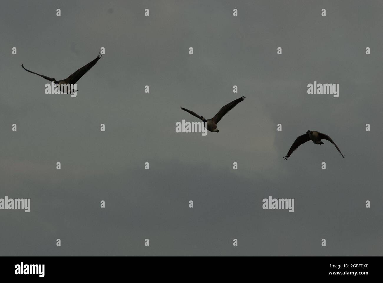 Flock of birds flying in the dark storm sky Stock Photo - Alamy