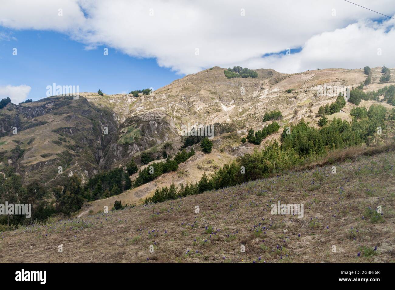 Mountains and field of Lupinus mutabilis, species of lupin grown in the ...