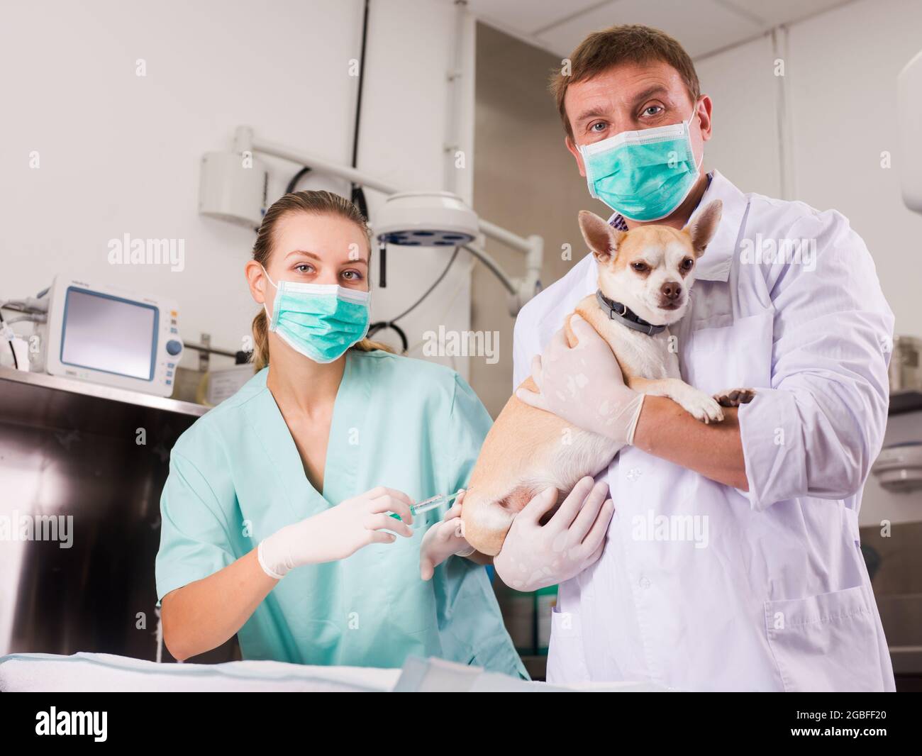 Dog undergoing surgery at vets Stock Photo - Alamy