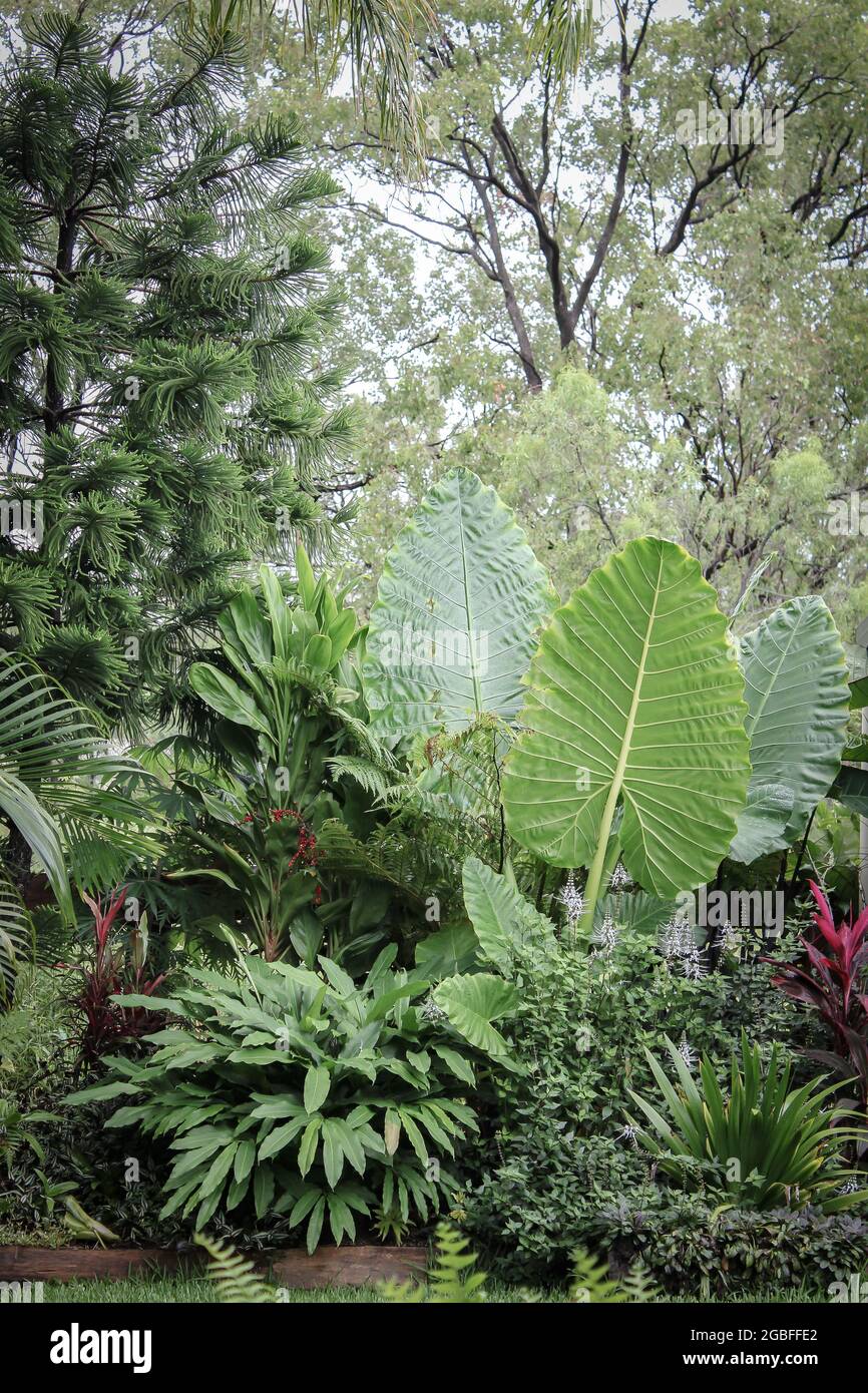 Beautiful view of green plants and leaves in a garden Stock Photo - Alamy