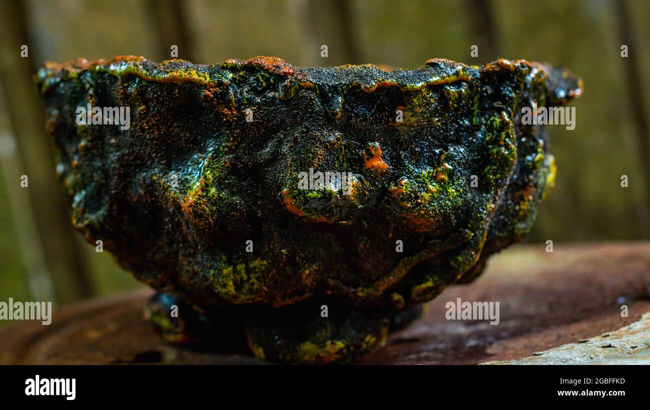 Beautiful artisan pot made from paper waste and concrete Stock Photo ...