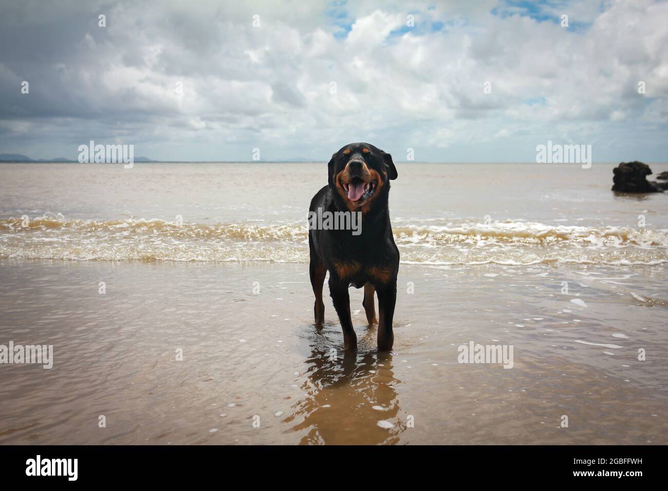 Cute rottweiler dog on the beach Stock Photo - Alamy