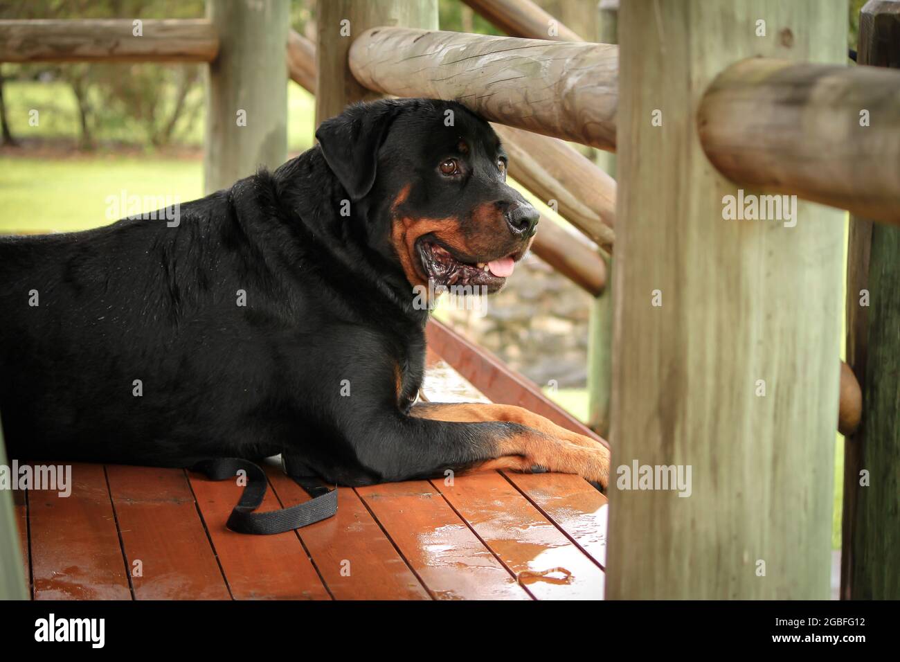 Cute black rottweiler dog outdoors Stock Photo - Alamy