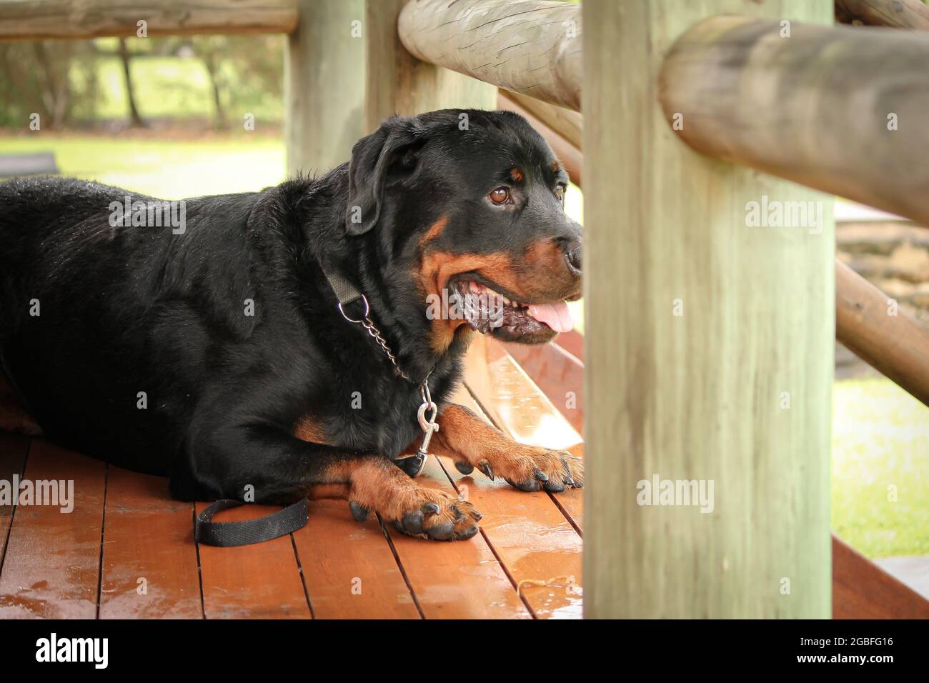 Cute black rottweiler dog outdoors Stock Photo - Alamy