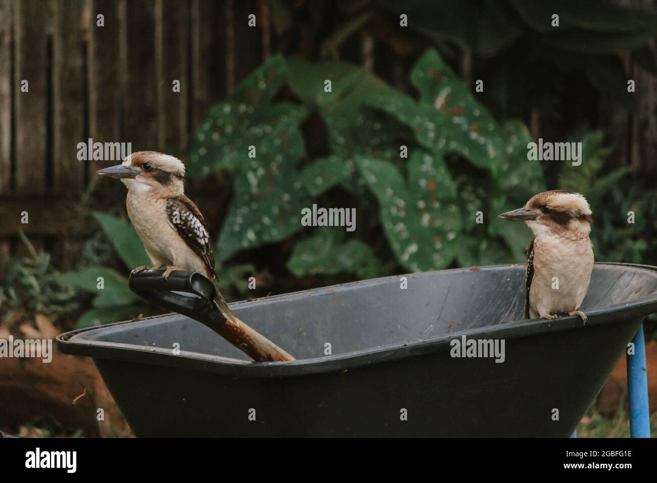 Laughing kookaburra birds perched on an outdoor tub Stock Photo - Alamy