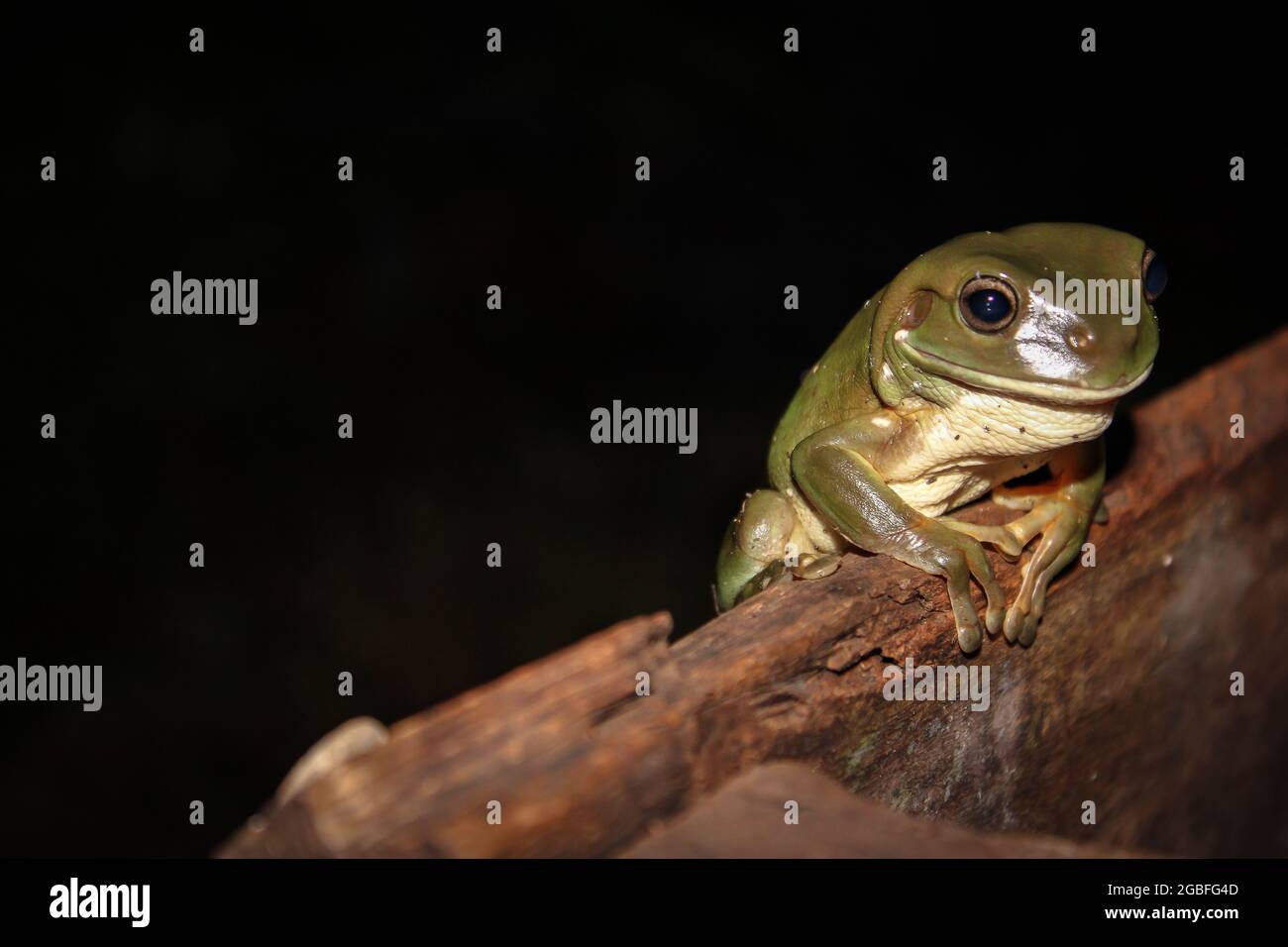 Closeup shot of a frog on a tree log on a black background Stock Photo ...