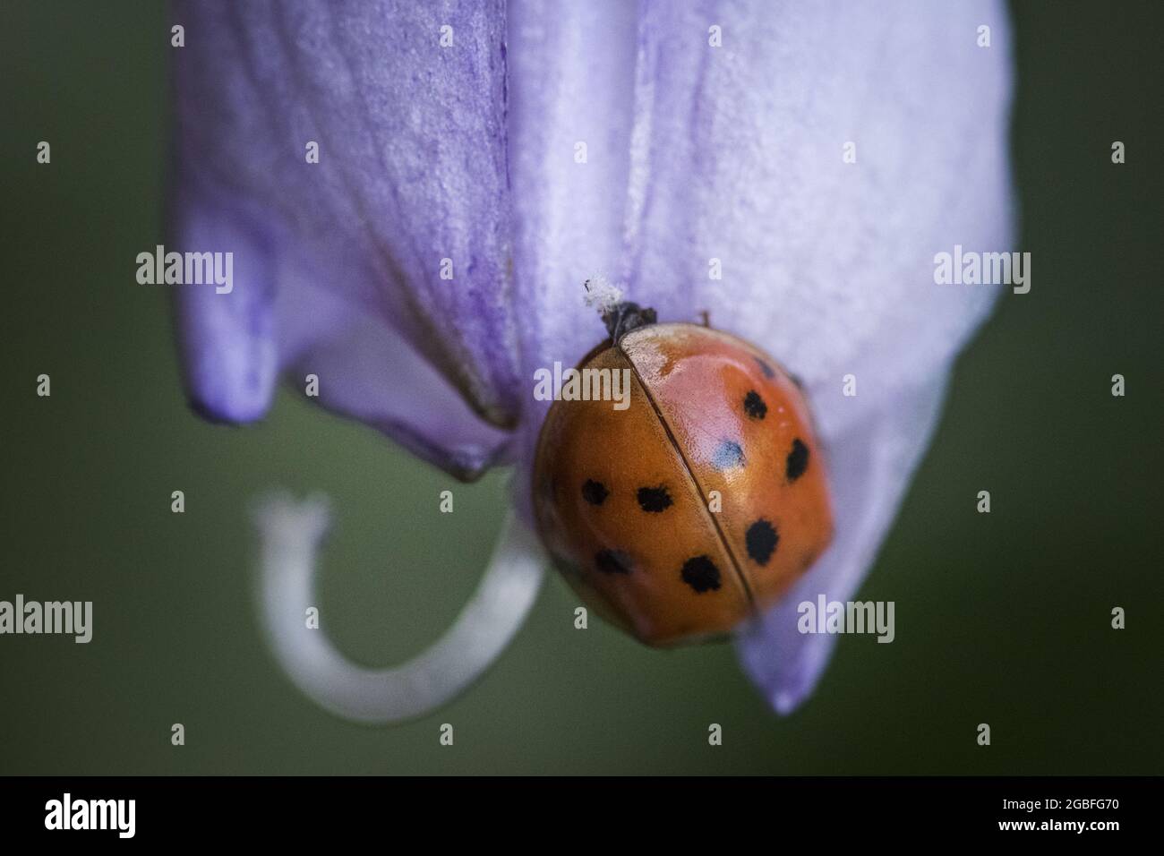 Illustration of a ladybug on a violet leaf with green background Stock ...