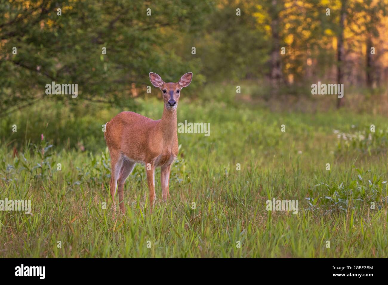 White-tailed doe in a northern Wisconsin meadow Stock Photo - Alamy