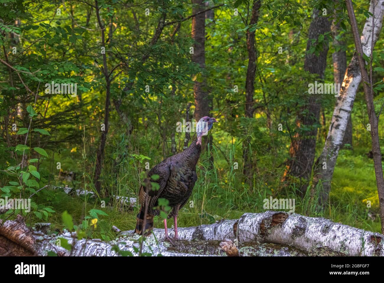 Jake turkey in northern Wisconsin Stock Photo - Alamy