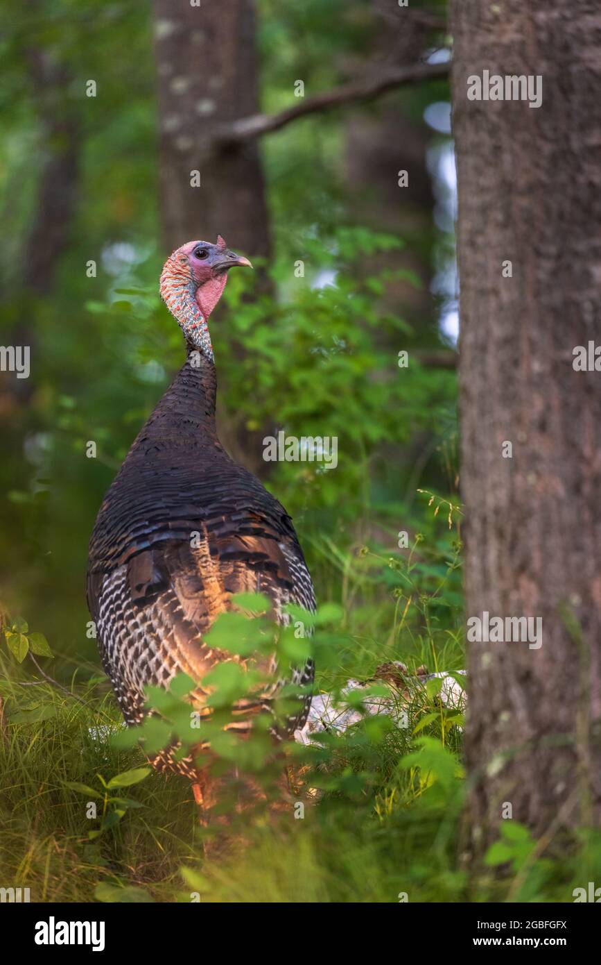 Tom turkey in a northern Wisconsin woodland Stock Photo - Alamy
