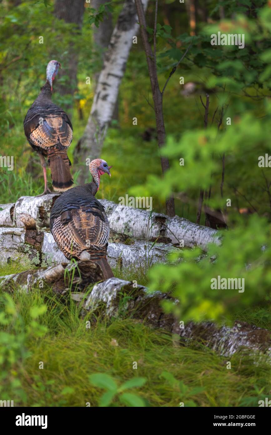 Tom and jake turkey in a northern Wisconsin woodland Stock Photo - Alamy