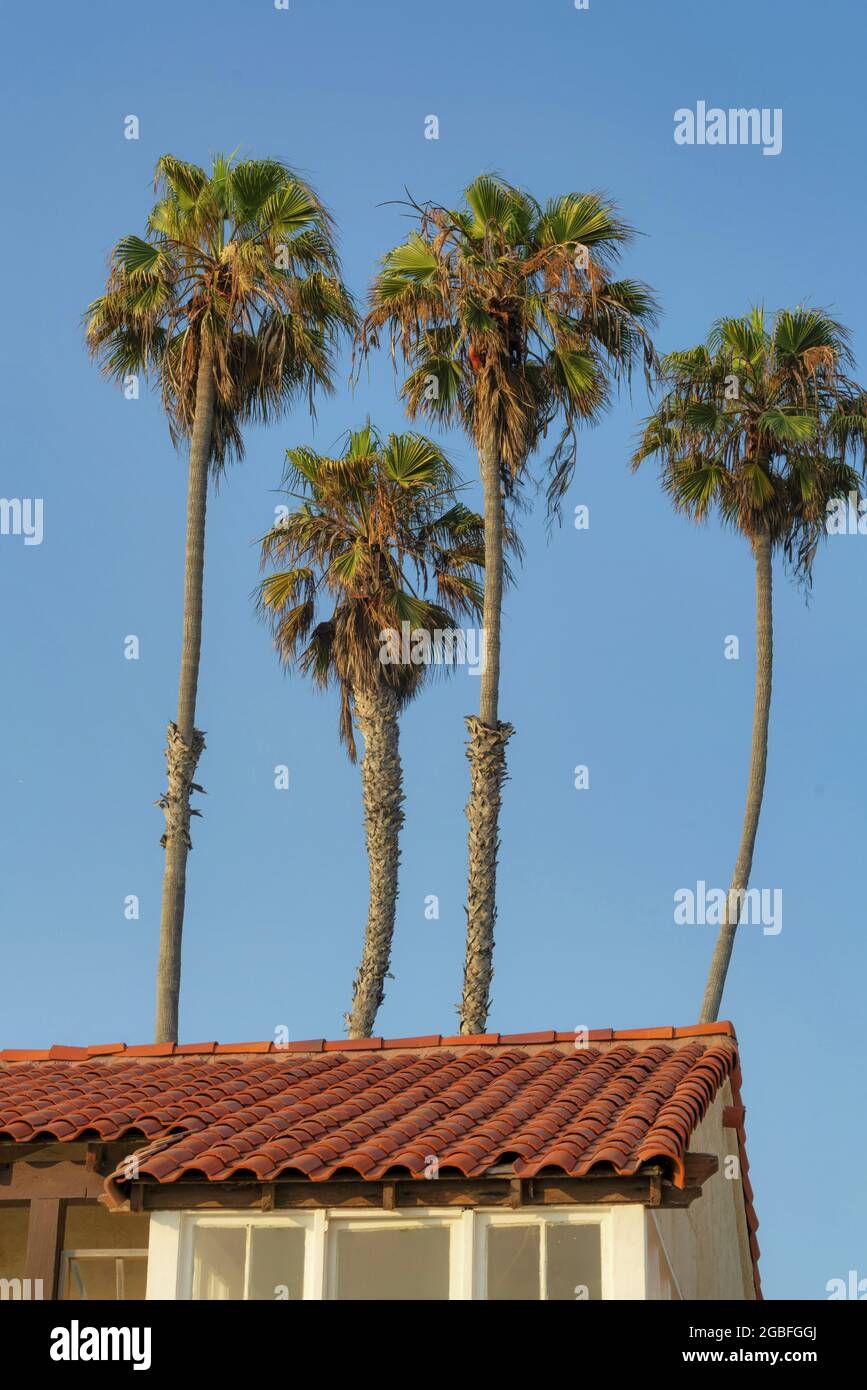 Natural view of palm trees with bricks roof of a house foreground Stock ...