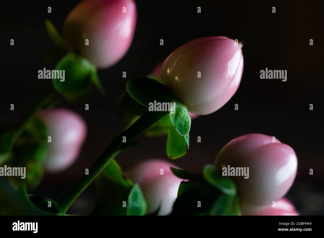 Hypericum flowers hi-res stock photography and images - Alamy