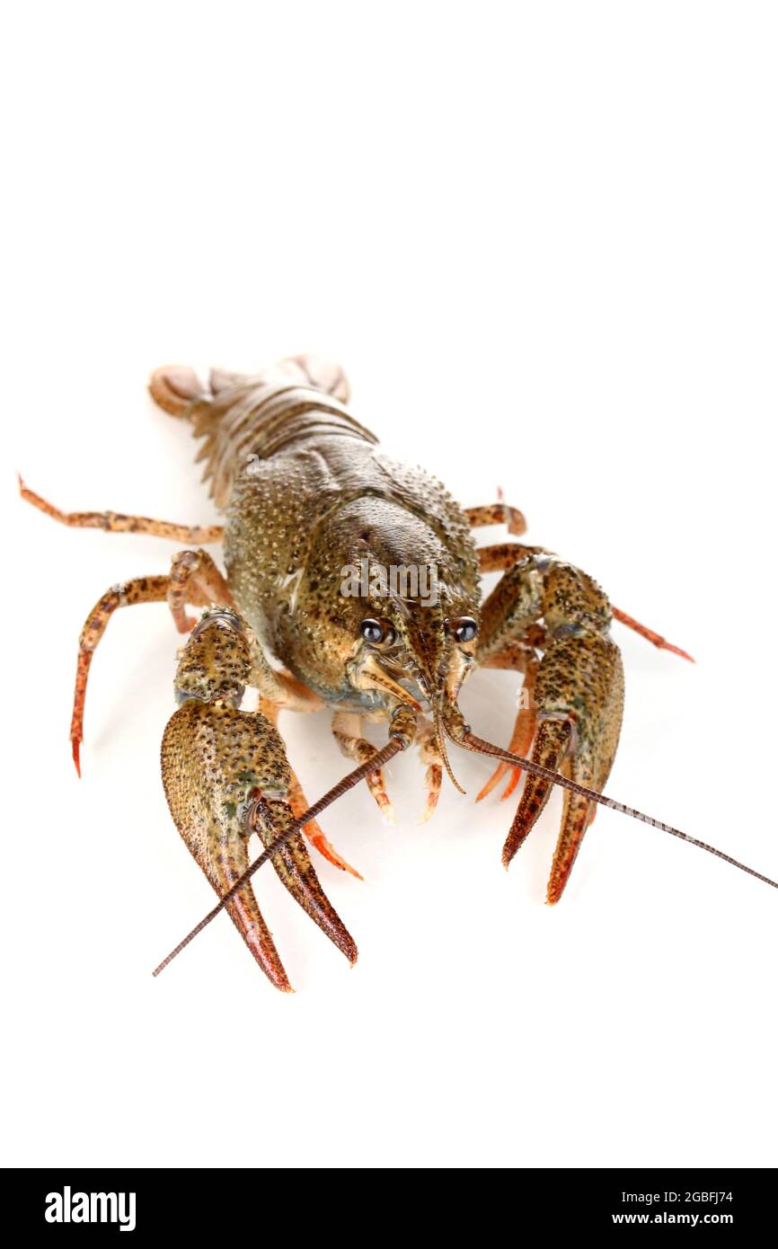 green crawfish isolated on white close-up Stock Photo - Alamy