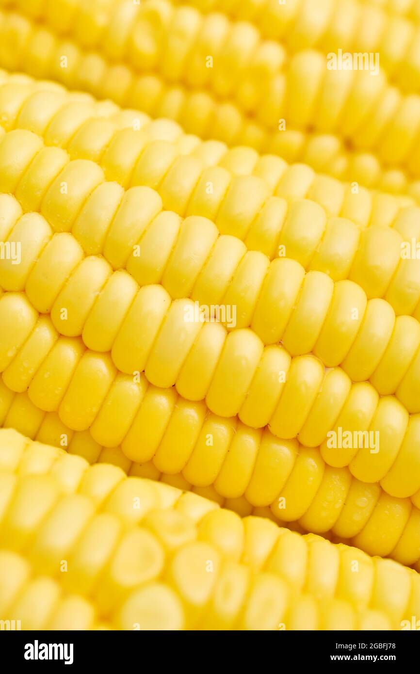 Closeup Of Ripe Corn Texture Stock Photo - Alamy