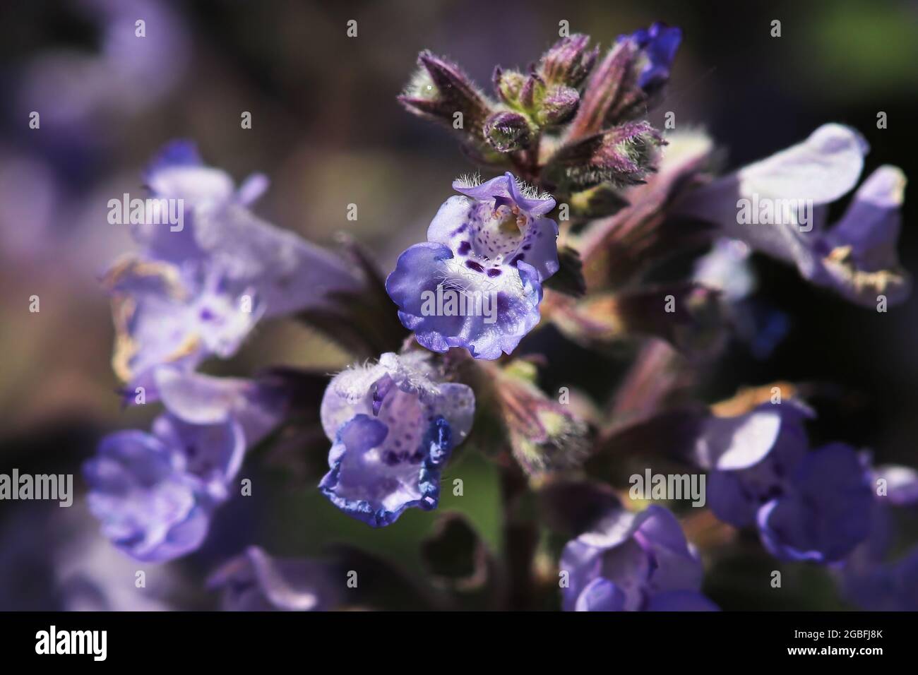 Closeup of the purple flowers on a catmint plant Stock Photo - Alamy