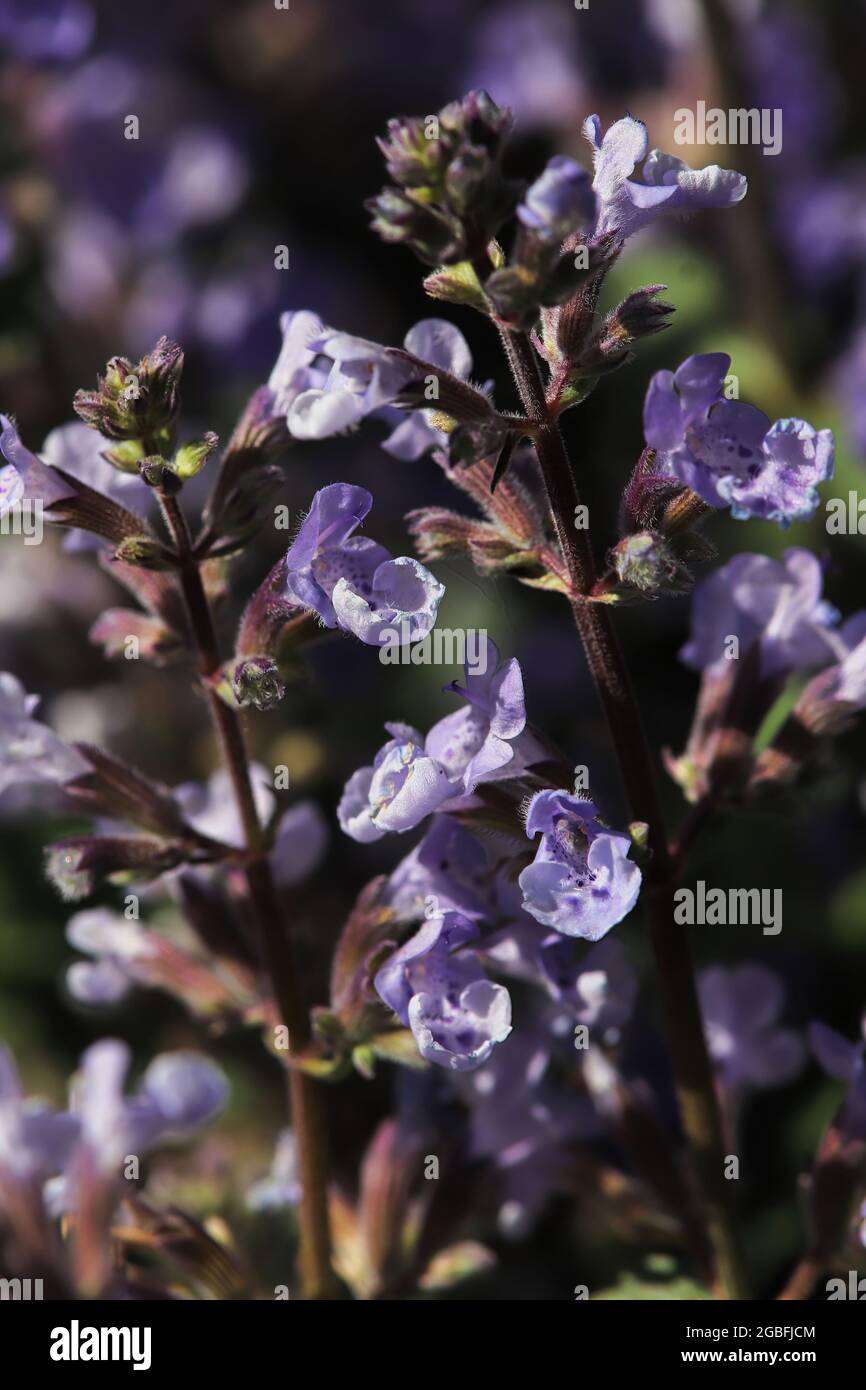 Closeup of the purple flowers on a catmint plant Stock Photo - Alamy