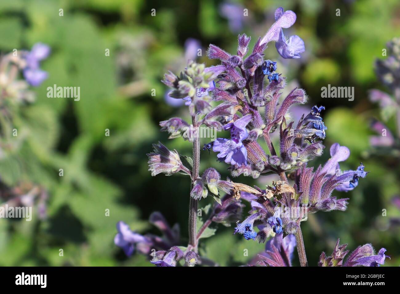 A garden of catmint plants in bloom growing Stock Photo - Alamy