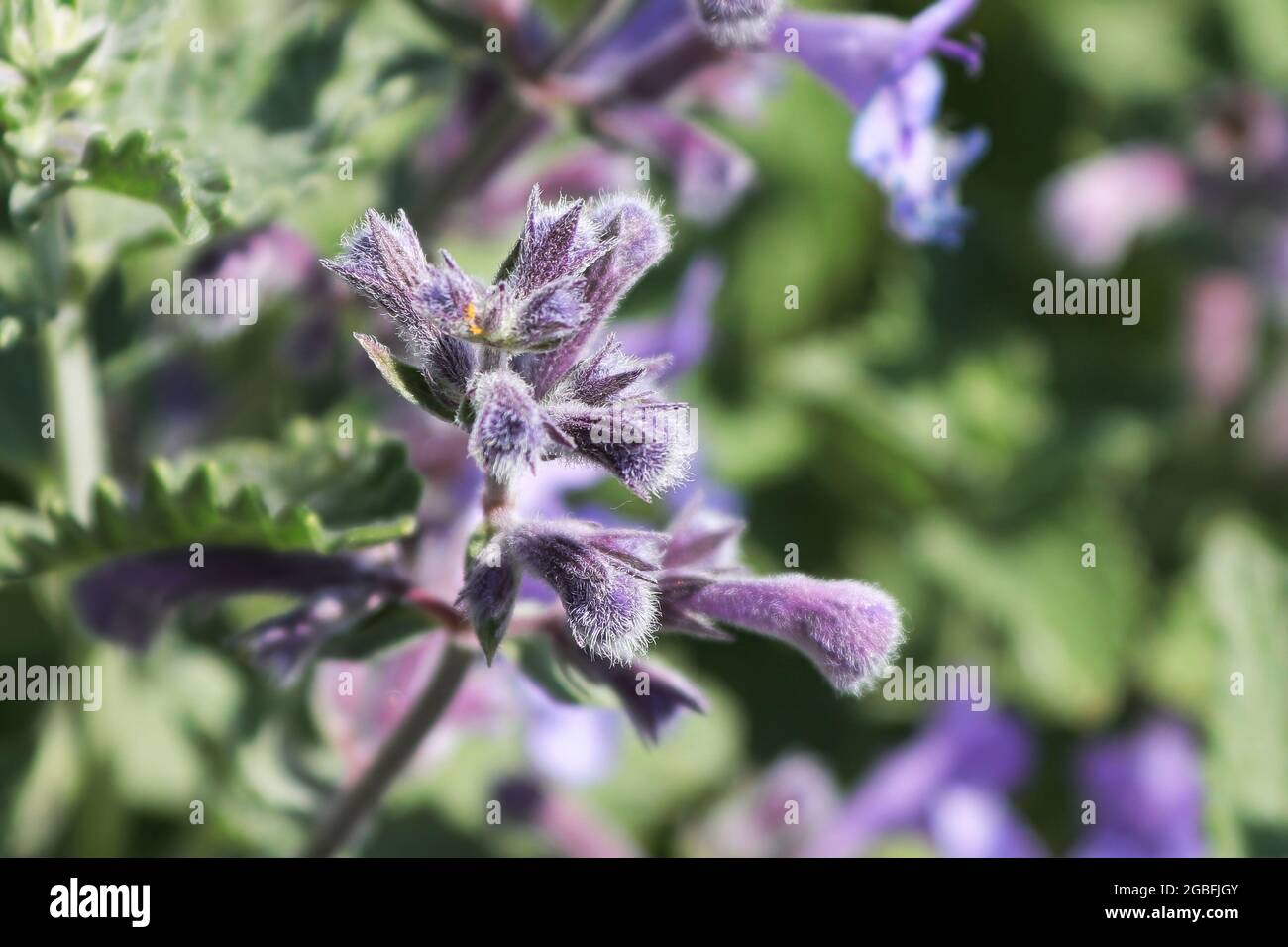 A garden of catmint plants in bloom growing Stock Photo - Alamy