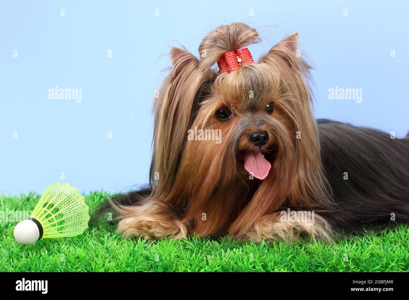 Beautiful yorkshire terrier with lightweight object used in badminton ...