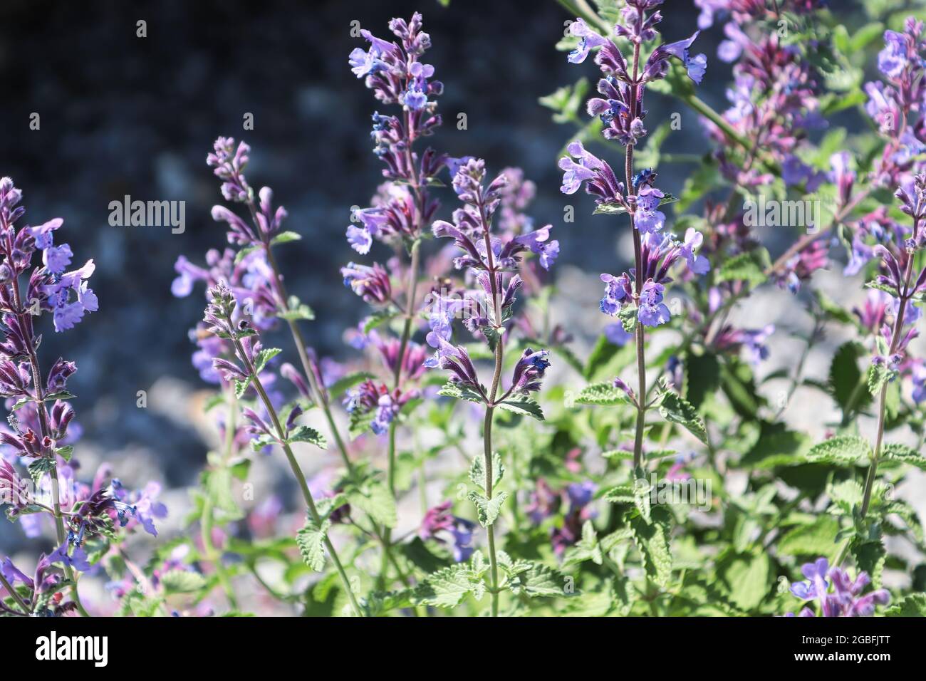 A garden of catmint plants in bloom growing Stock Photo - Alamy
