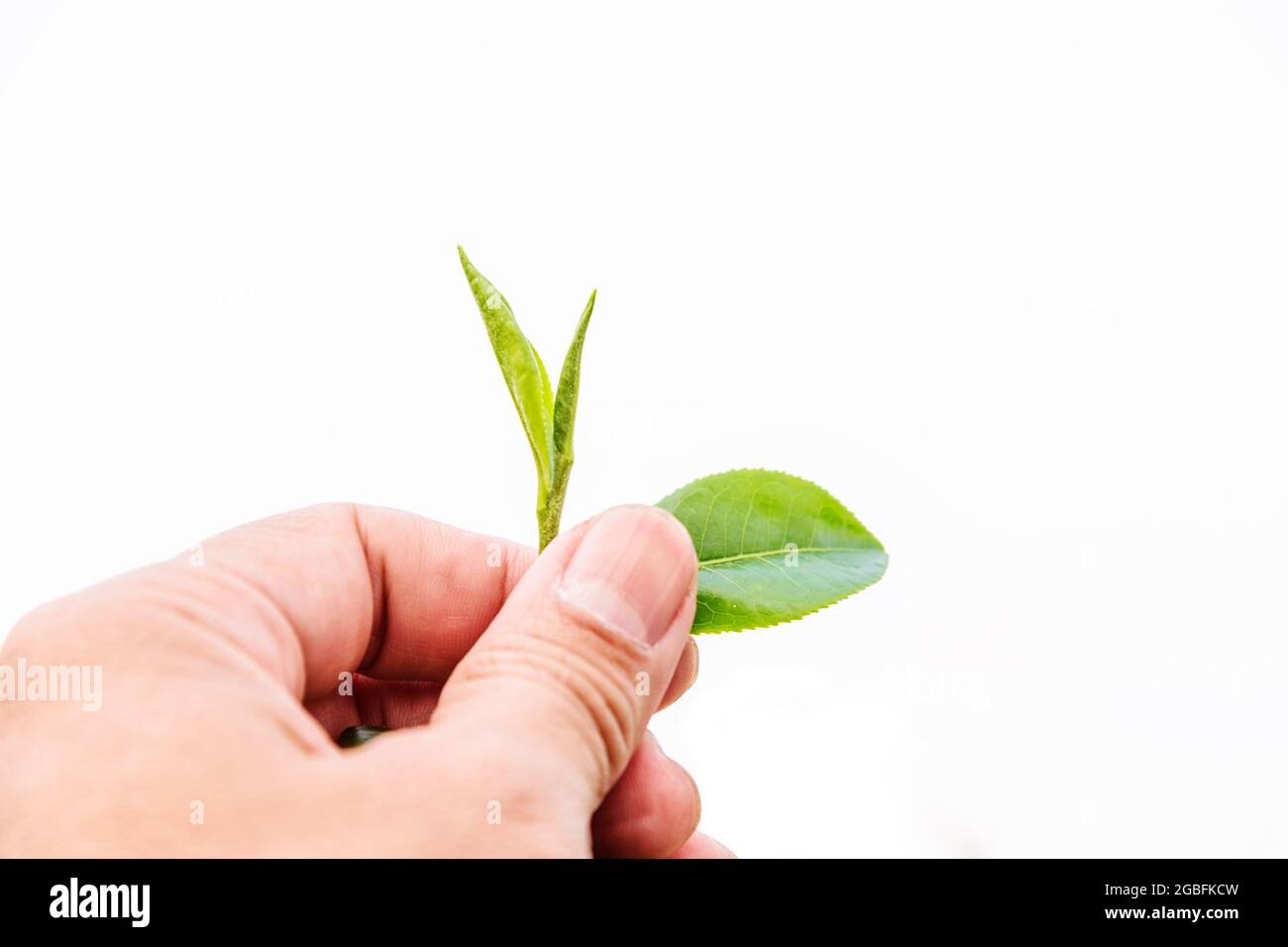 Green tea leaf in hand isolated on white background Stock Photo - Alamy