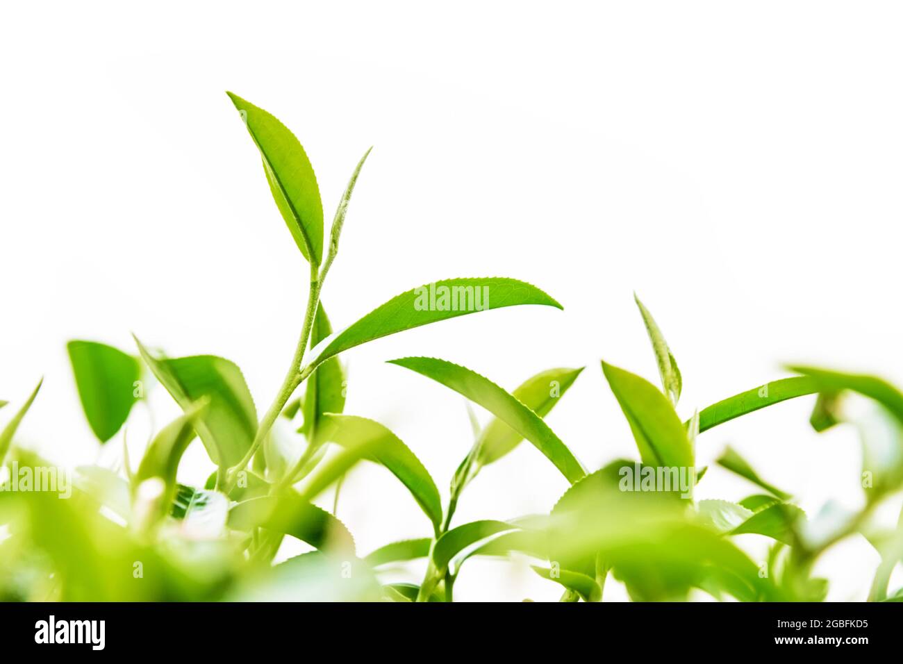 Green tea leaf isolated on white background Stock Photo - Alamy