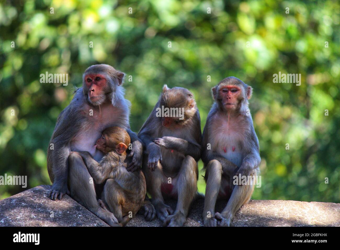 Closeup of a monkey family sitting on the stone and a mother monkey ...