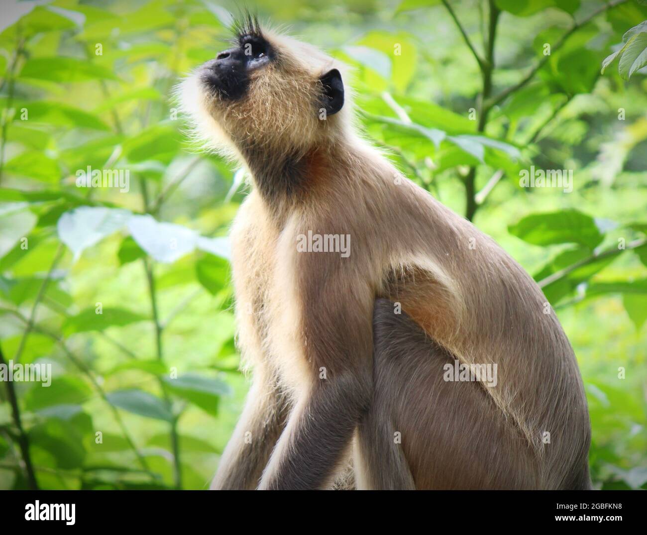Closeup of a grey langur sitting and looking up in a natural green ...