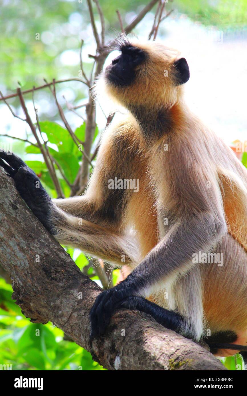 Vertical closeup of a grey langur sitting on the tree branch and ...