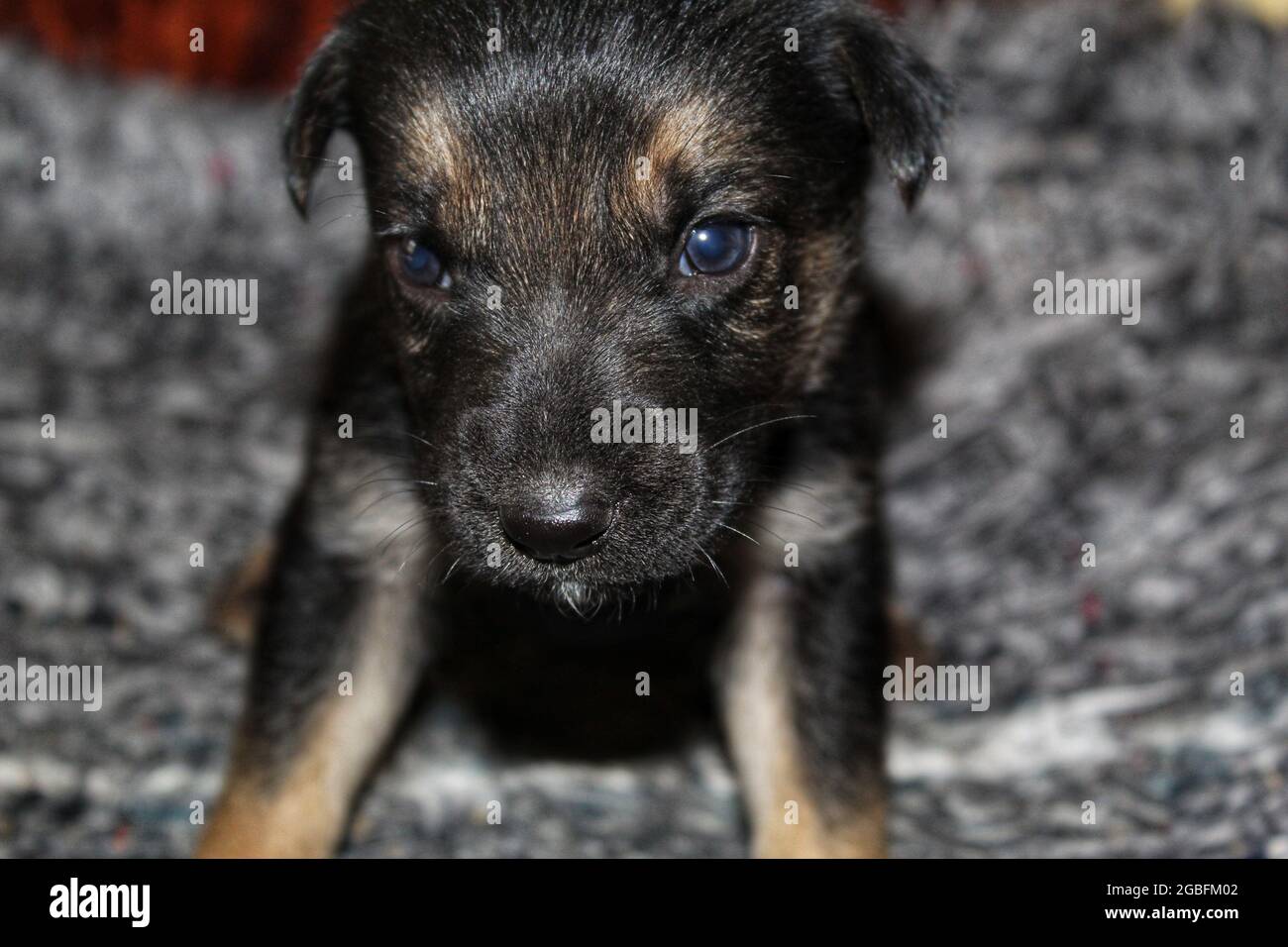 Closeup of a purebred black German shepherd puppy with an angry face on ...