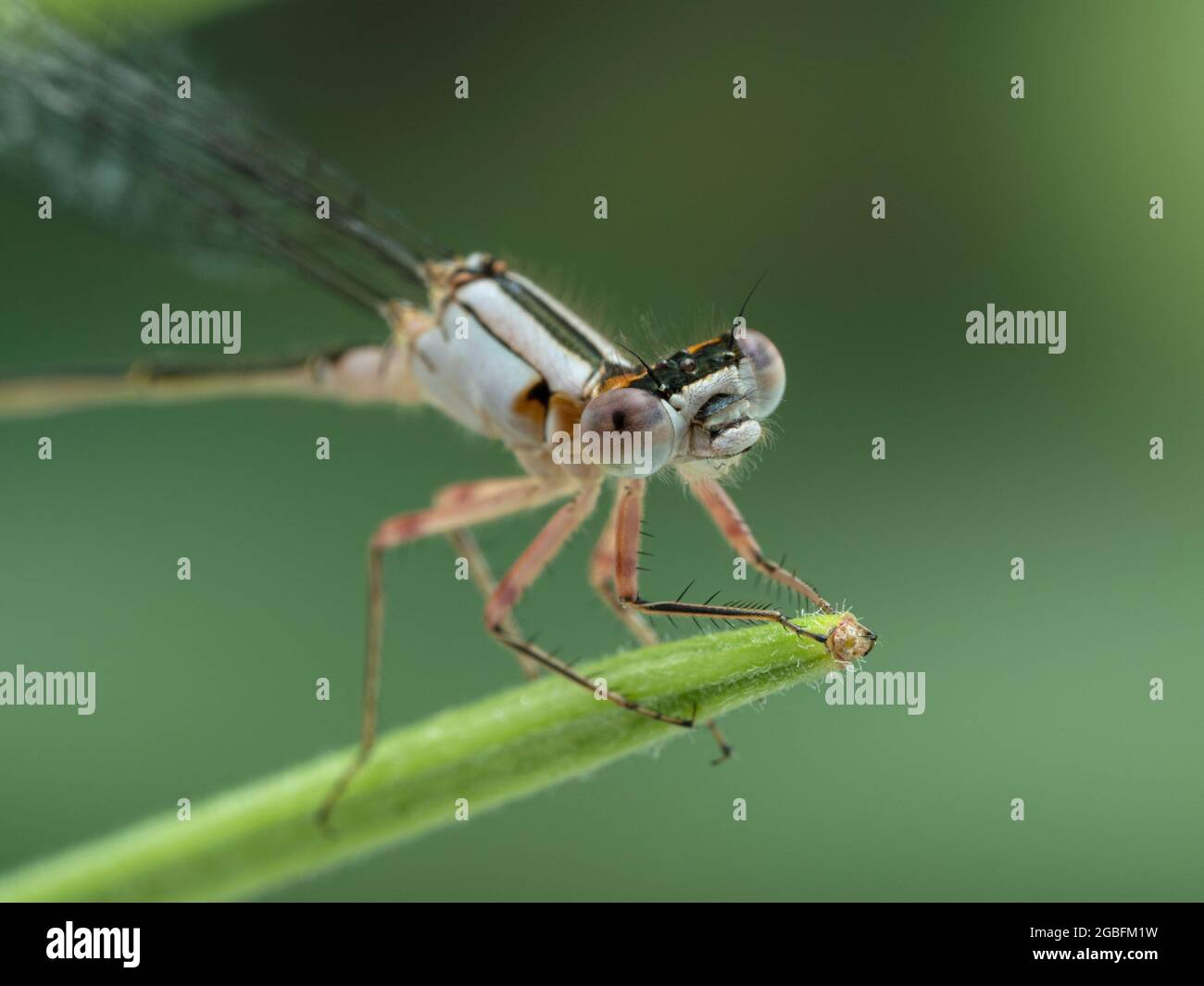 very close-up of the face of northern spreadwing damselfly (Lestes ...