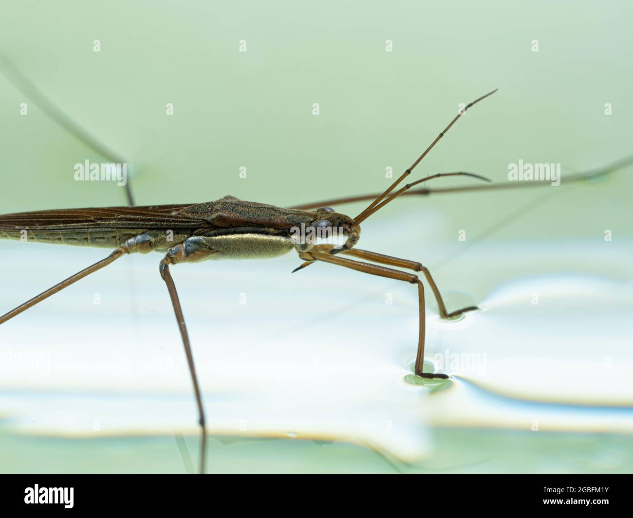 side view of an aquatic water strider (Gerridae species) resting on the ...