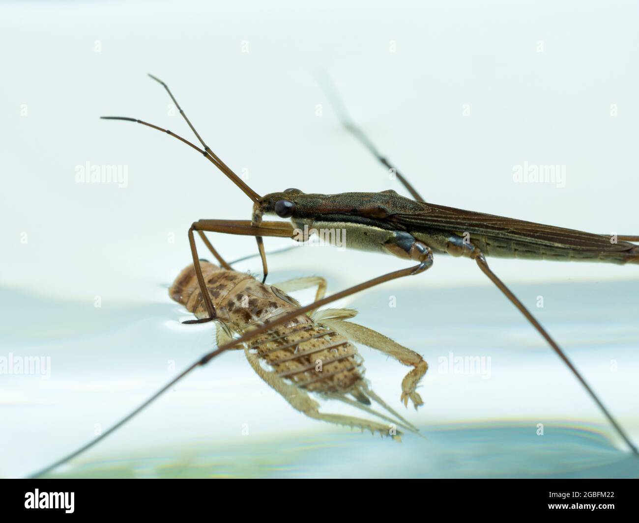 Gerridae Water Striders