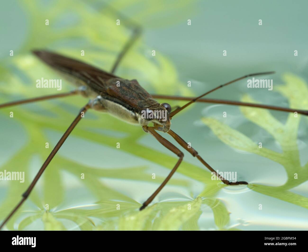 Water Strider