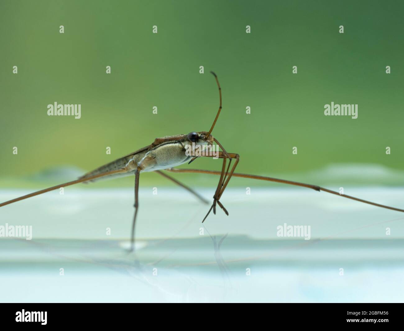 side view of an aquatic water strider (Gerridae species) cleaning its ...