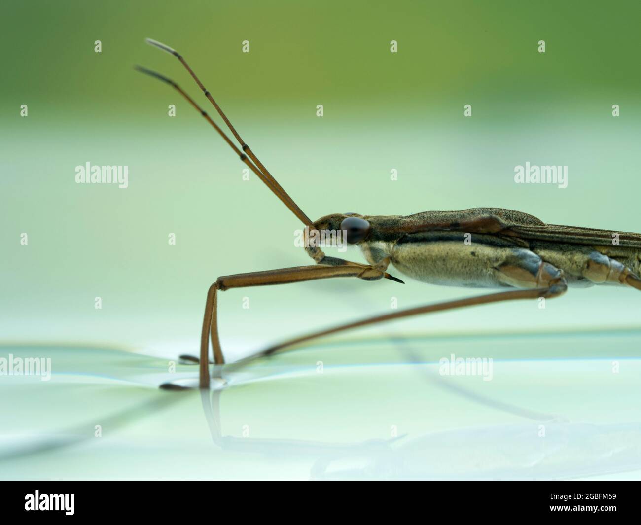 very close-up side view of an aquatic water strider (Gerridae species ...
