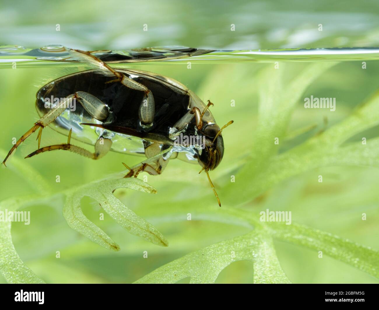 underside of a swimming water scavenger beetle (Tropisternus lateralis ...