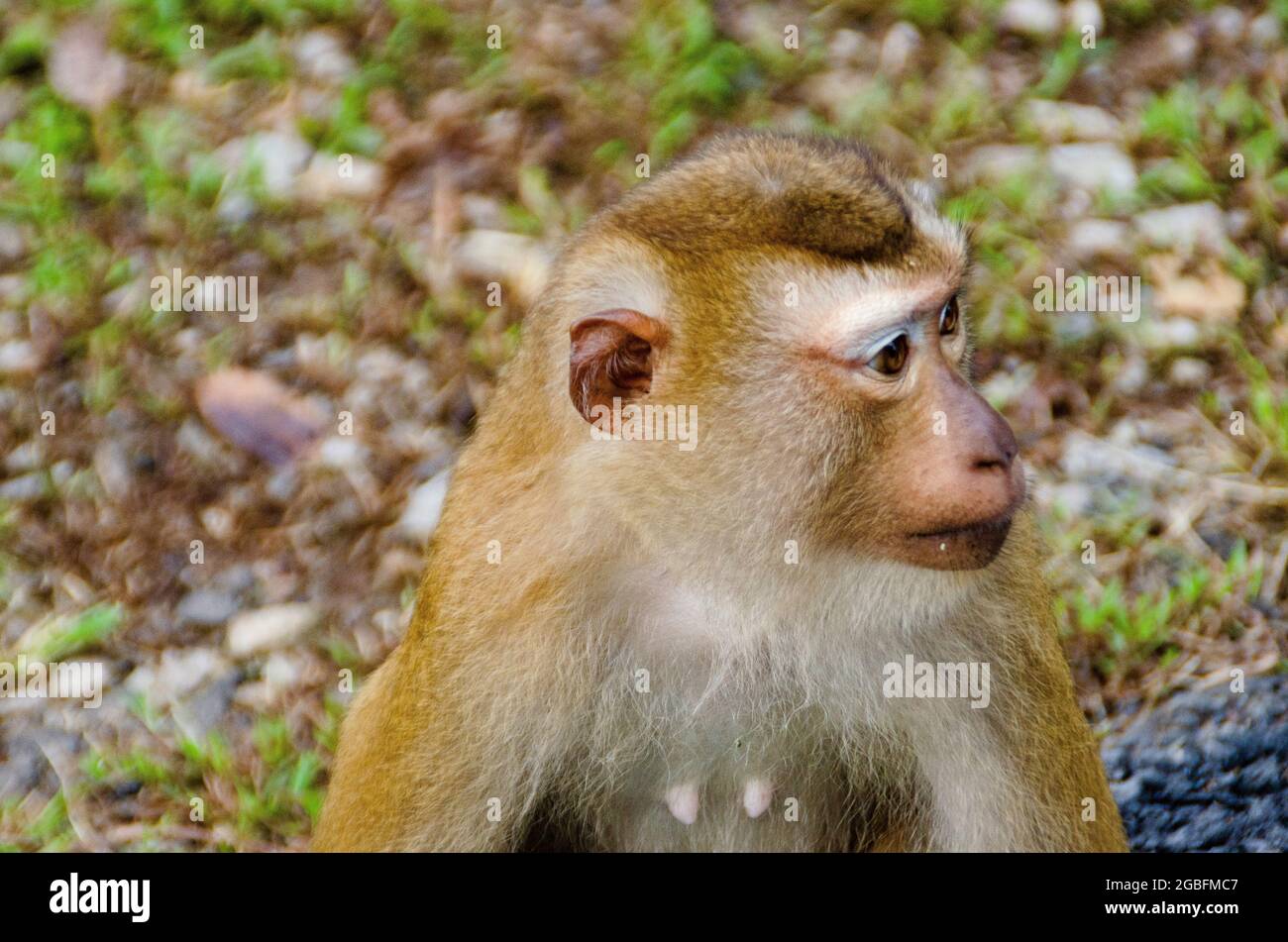 Macaque Monkeys in Phuket, Thailand Stock Photo - Alamy