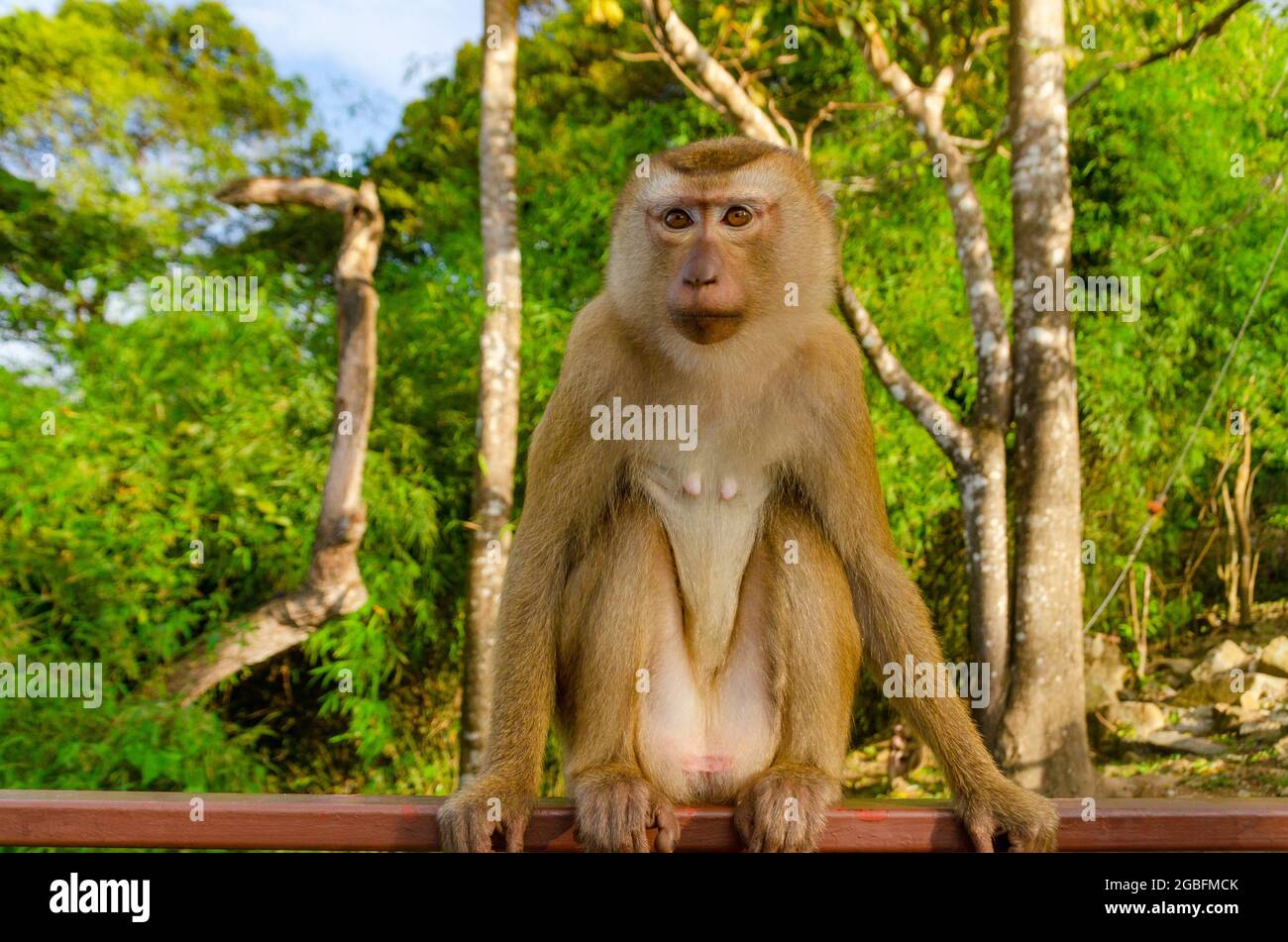 Baby japanese macaque eating hi-res stock photography and images - Alamy