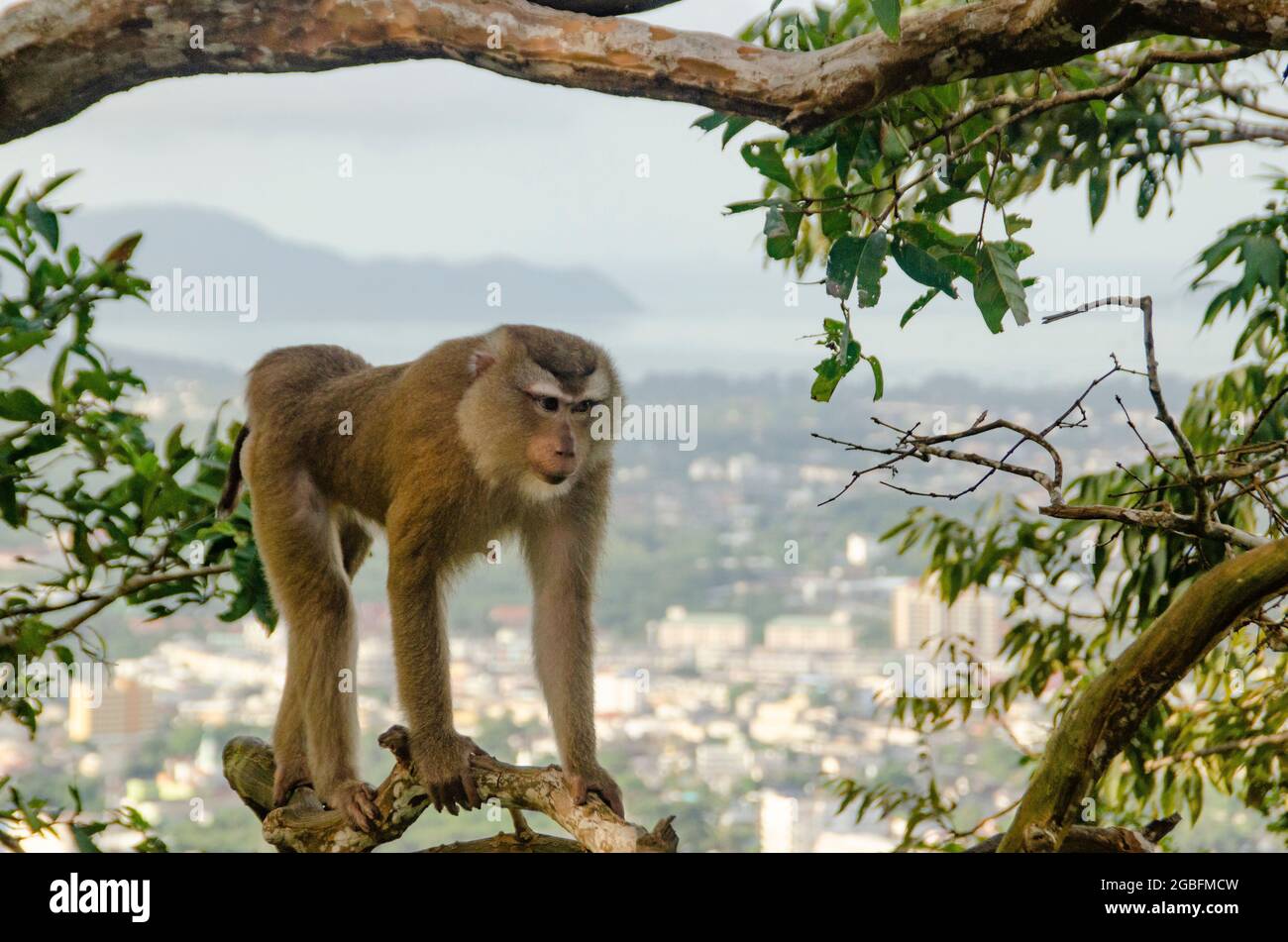 Bangkok wat thraimit golden temple hi-res stock photography and images ...