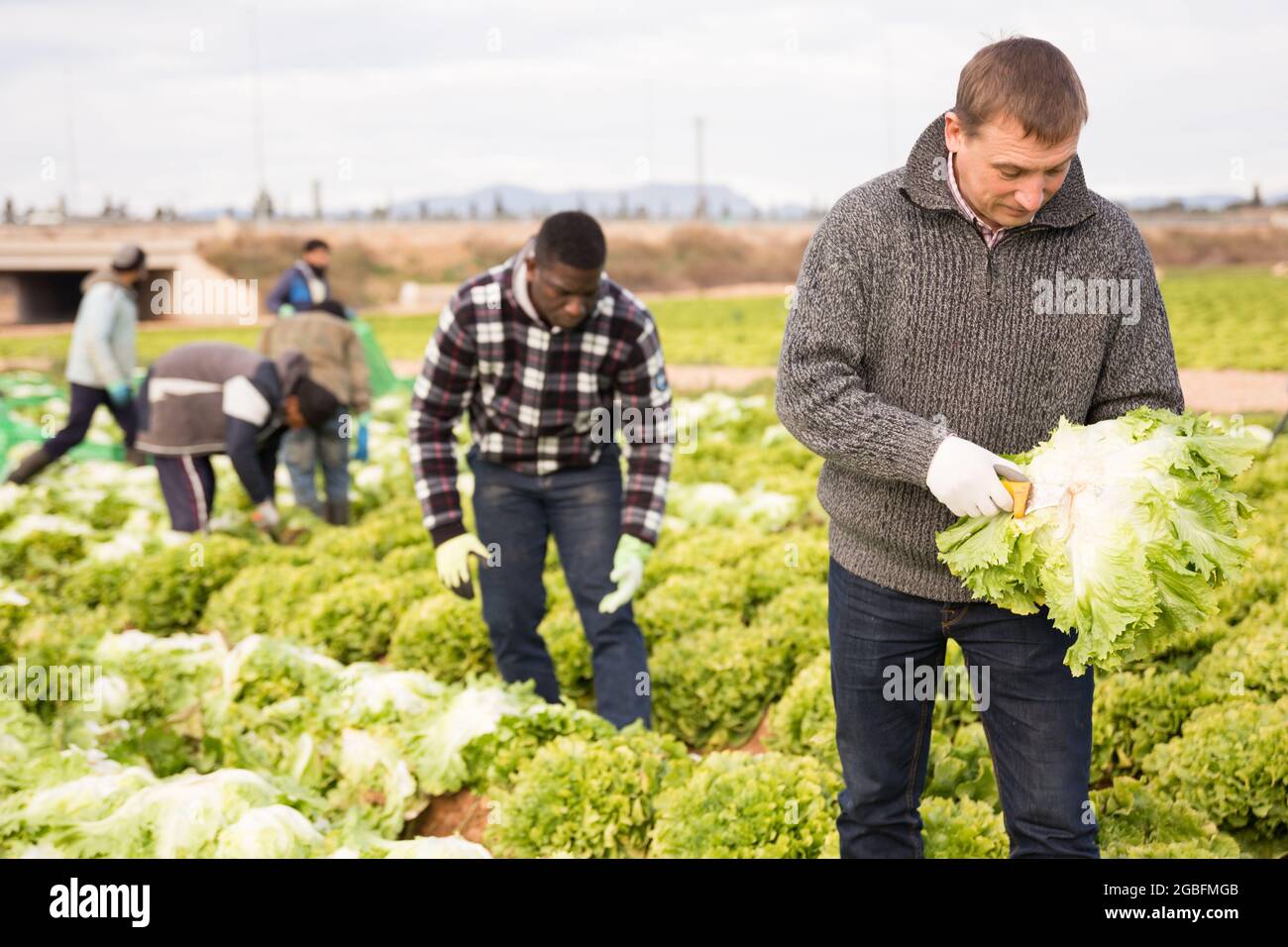 Farm worker harvesting green lettuce Stock Photo - Alamy