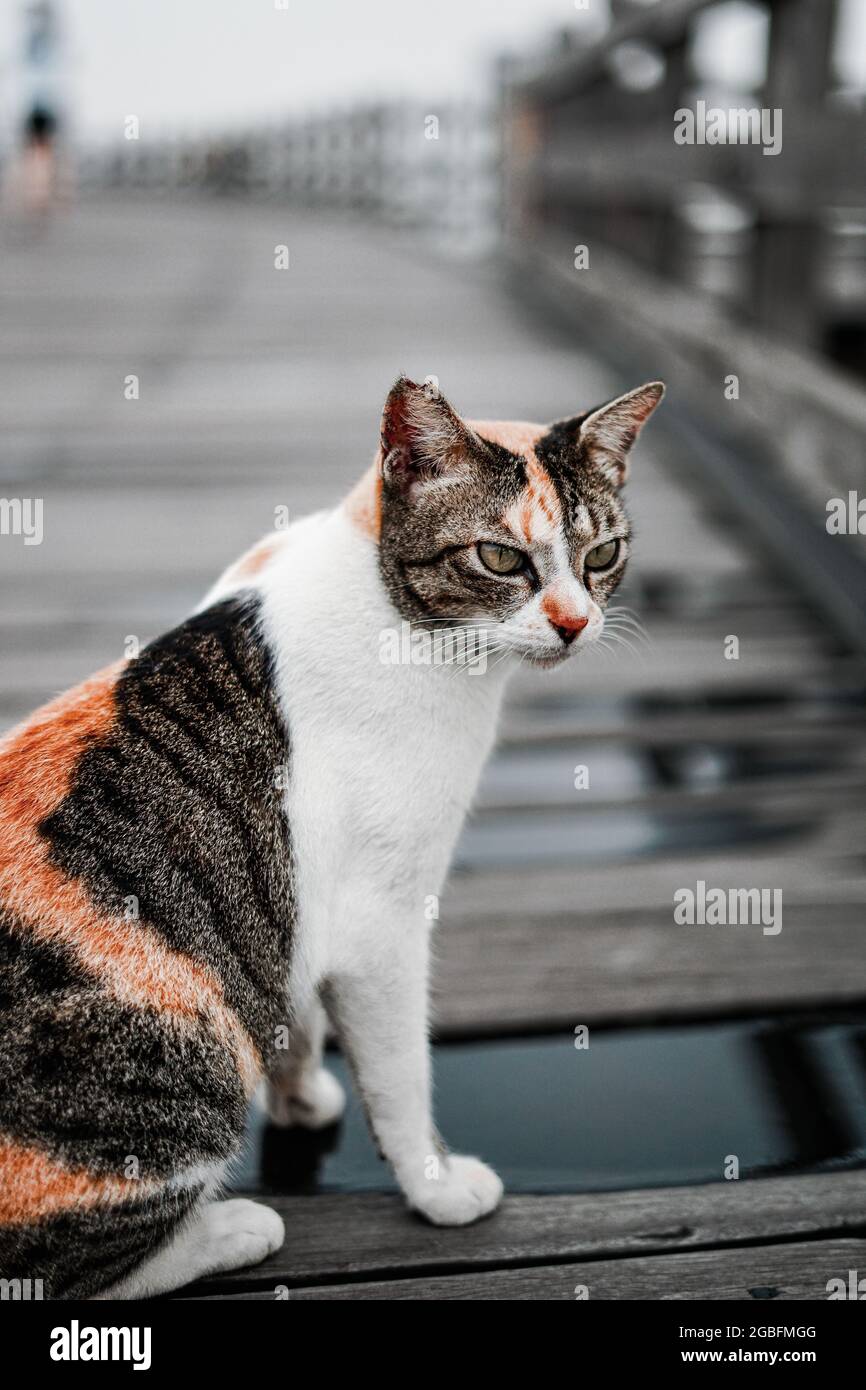 Stray cat with an angry face on a wooden bridge Stock Photo - Alamy