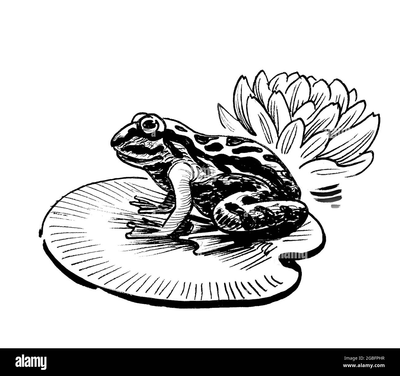 Frog Black And White Drawing