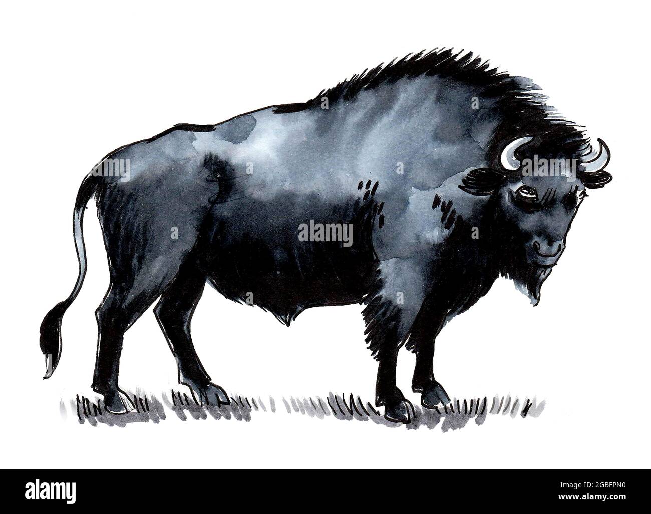 American Bison Bull Drawing